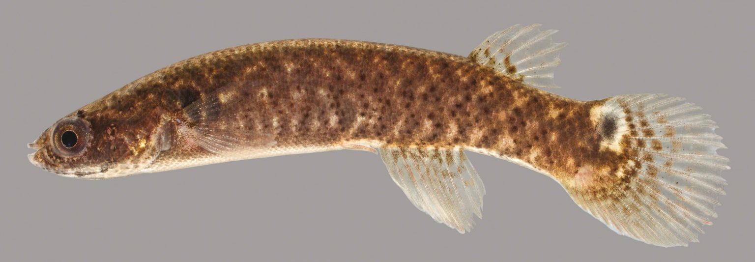 Mangrove Rivulus – Discover Fishes