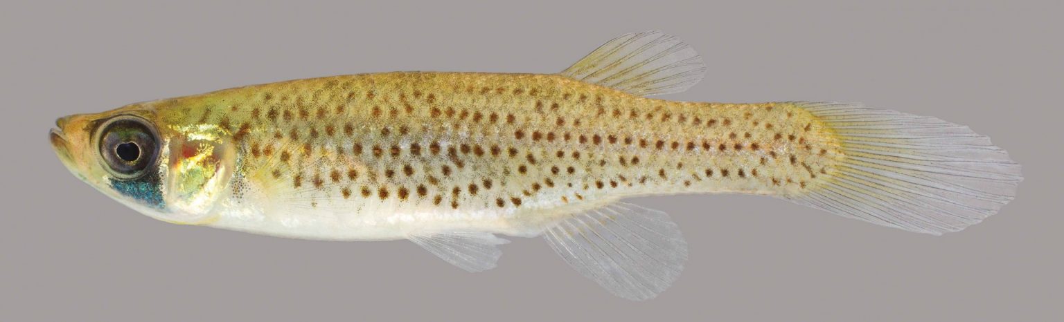 Western Starhead Topminnow – Discover Fishes
