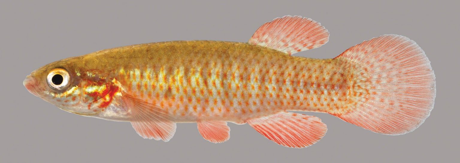 Banded Topminnow – Discover Fishes