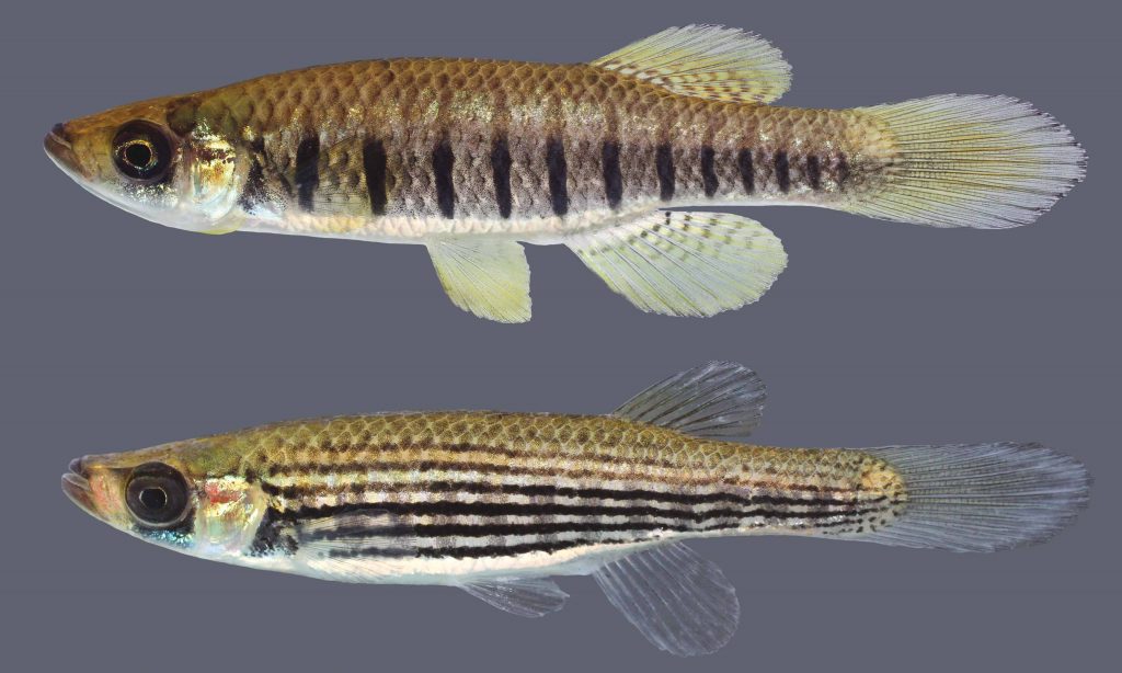 Lined Topminnow – Discover Fishes