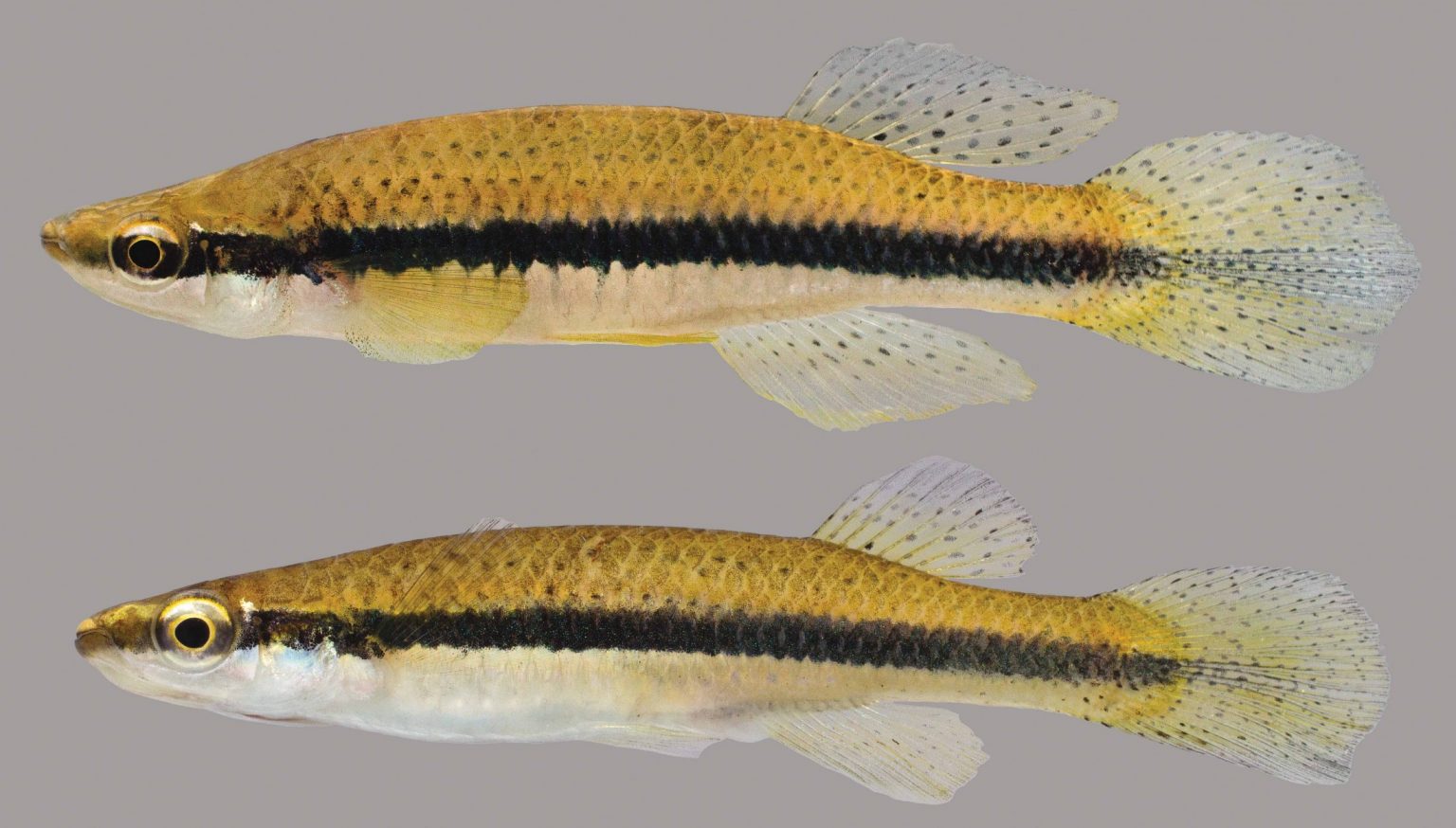 Blackspotted Topminnow – Discover Fishes
