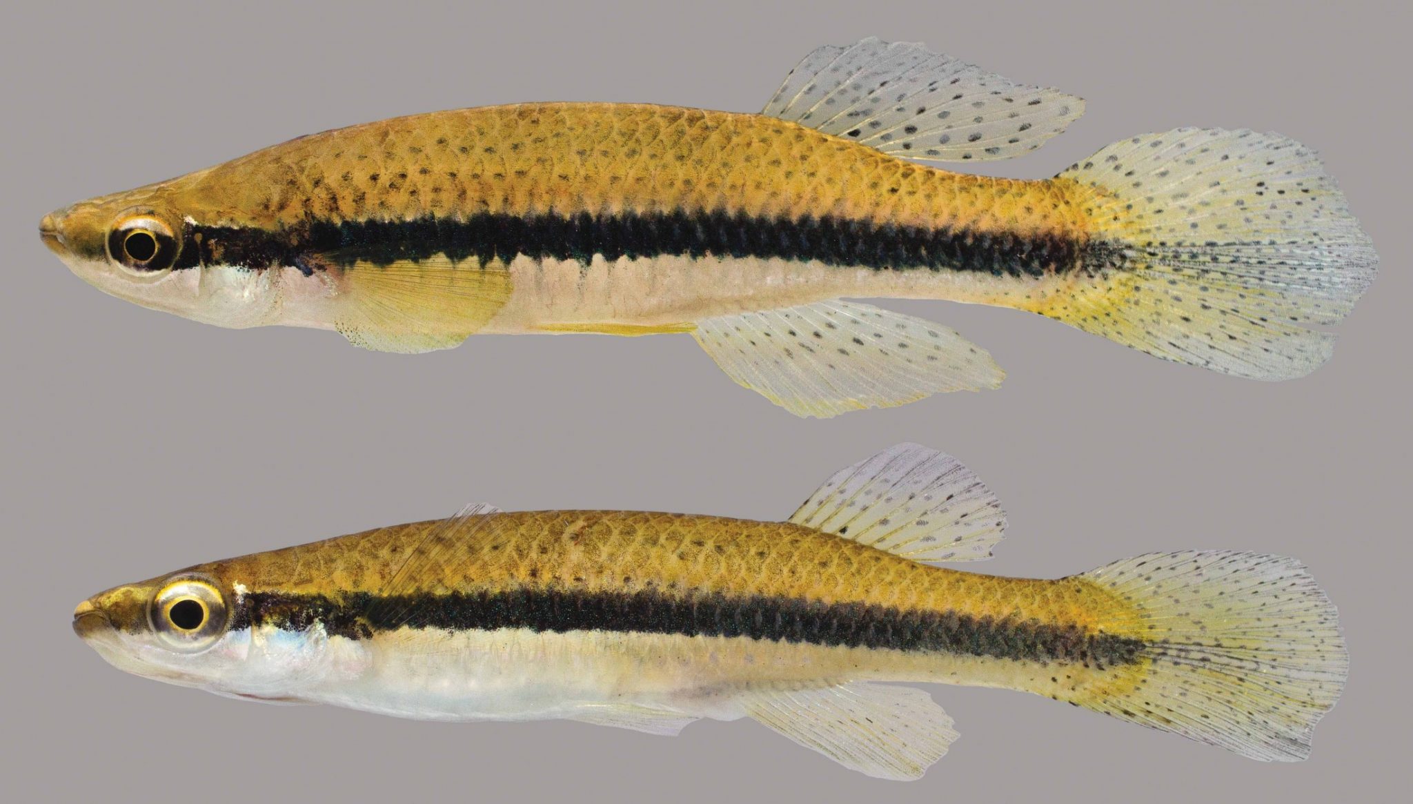 Blackspotted Topminnow – Discover Fishes