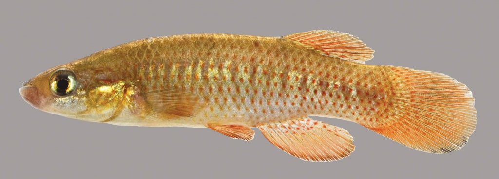Redface Topminnow – Discover Fishes