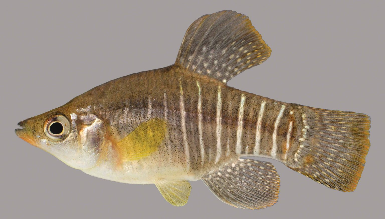 Diamond Killifish – Discover Fishes