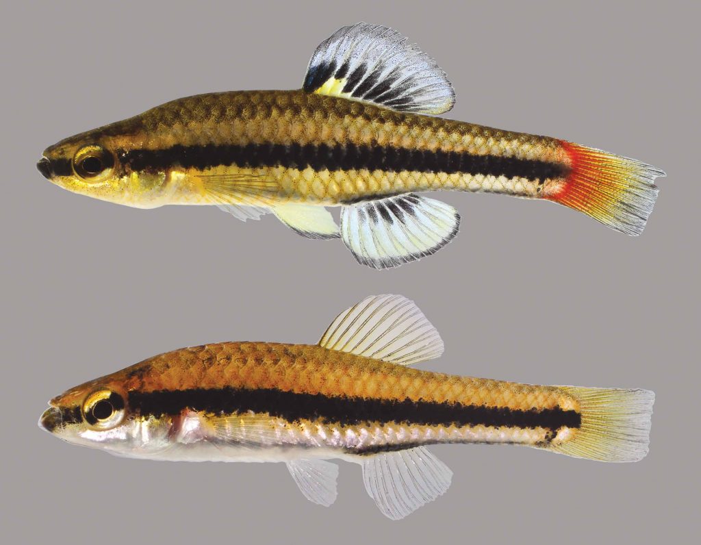 Bluefin Killifish – Discover Fishes