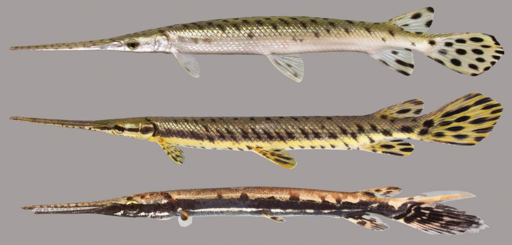 Longnose Gar – Discover Fishes