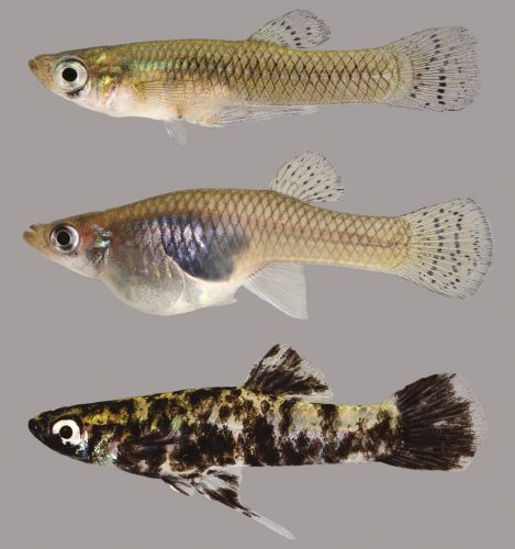 Eastern Mosquitofish – Discover Fishes