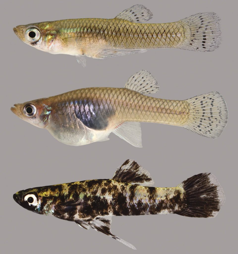 Eastern Mosquitofish – Discover Fishes