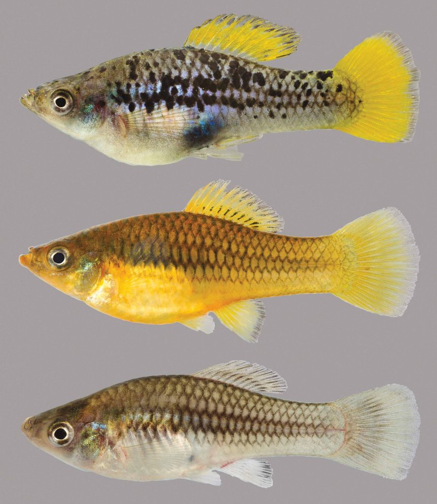 Variable Platyfish – Discover Fishes