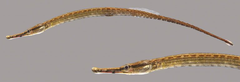 Opossum Pipefish – Discover Fishes