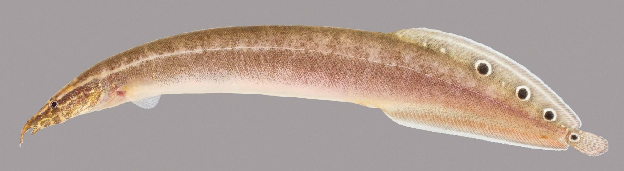 Spotfin Spiny Eel – Discover Fishes
