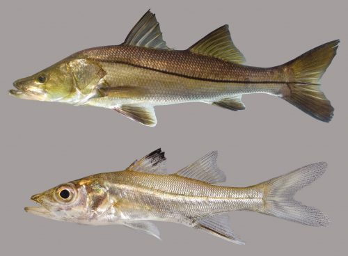 Common Snook – Discover Fishes