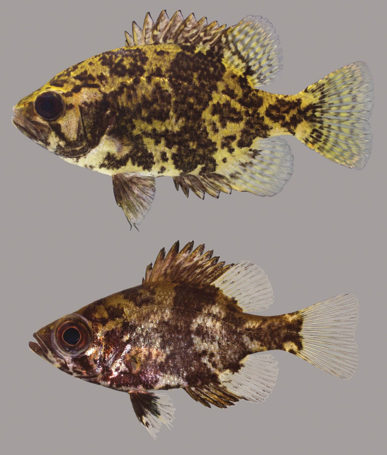 Shadow Bass – Discover Fishes