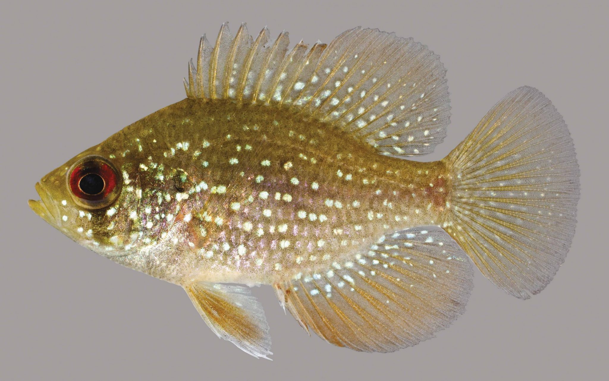 Bluespotted Sunfish – Discover Fishes