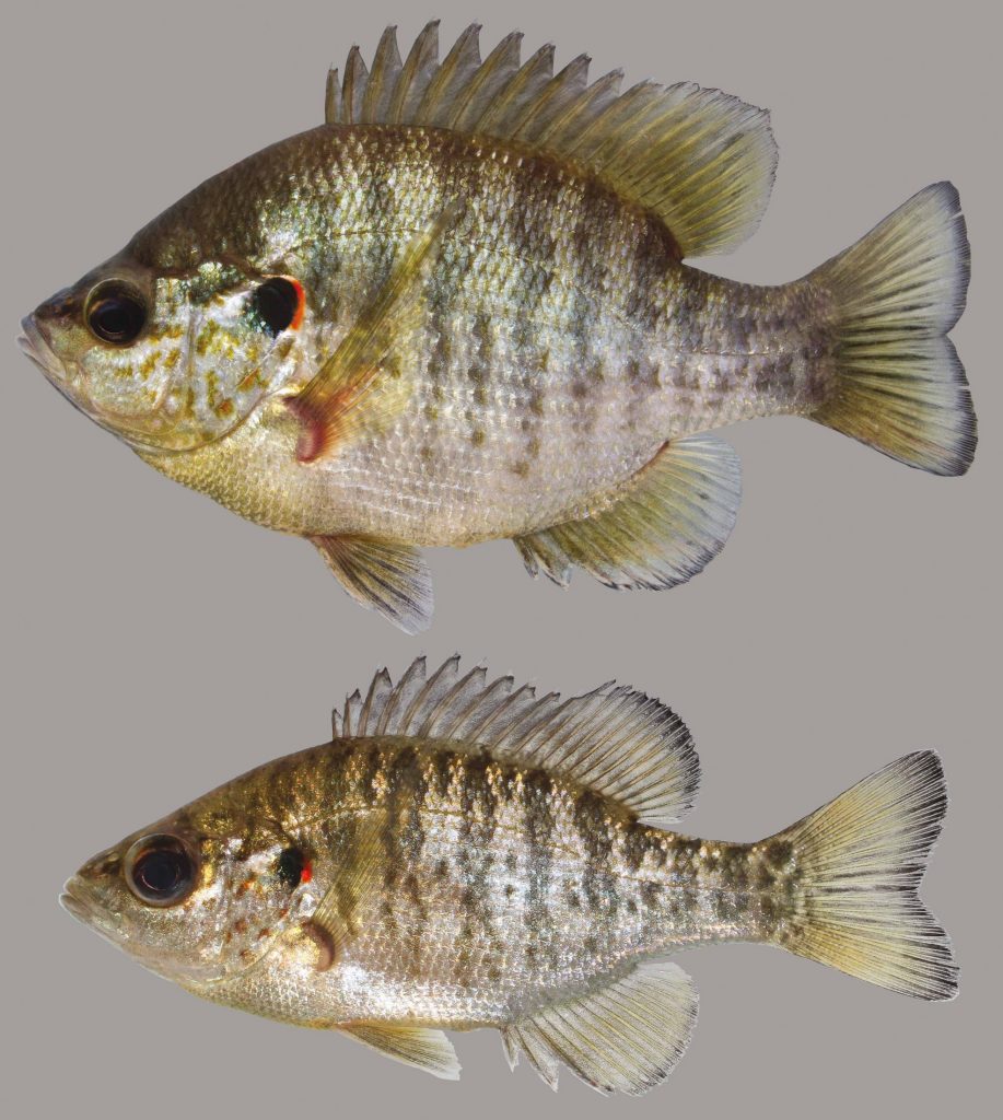 Redear Sunfish – Discover Fishes