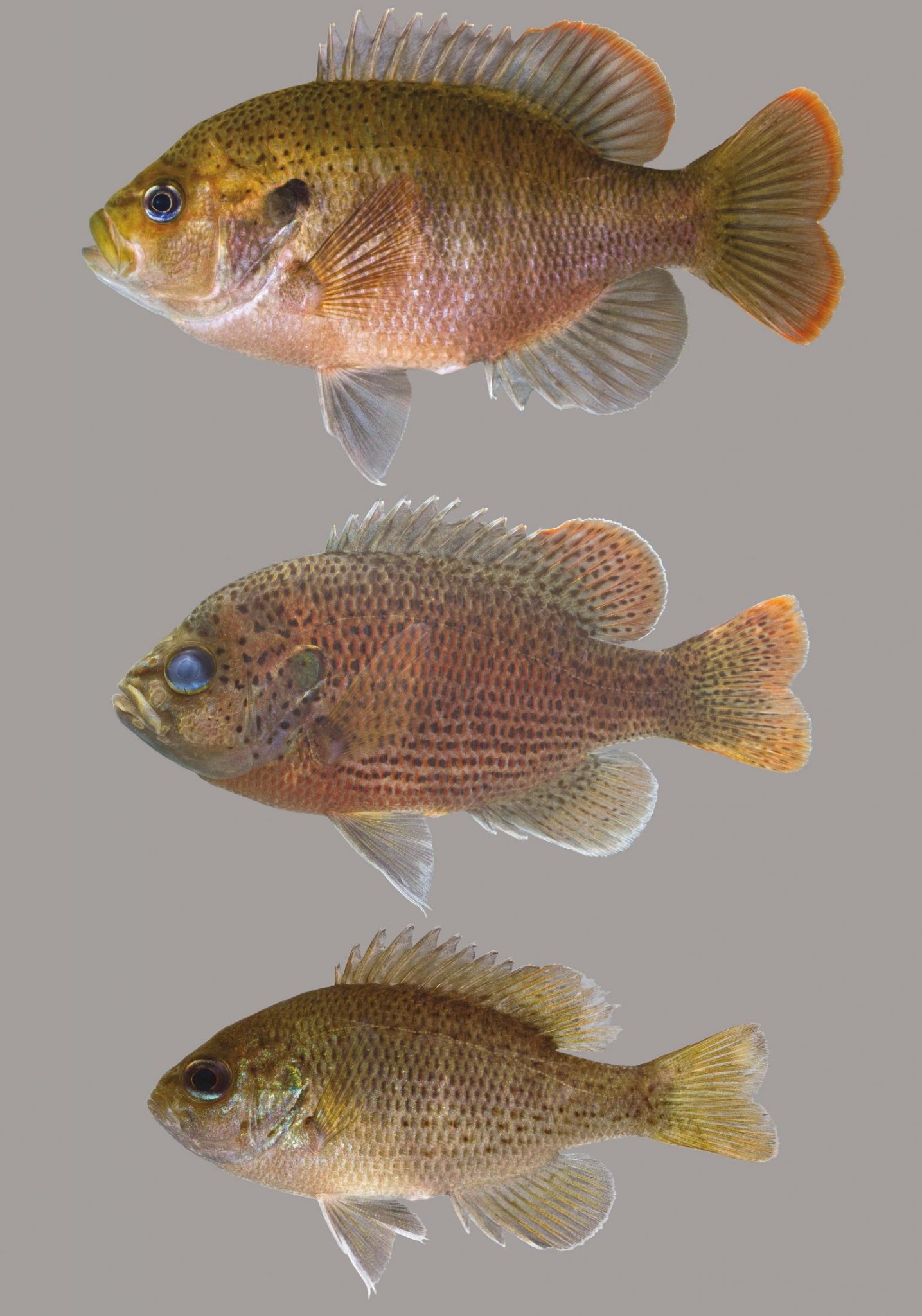 Spotted Sunfish – Discover Fishes