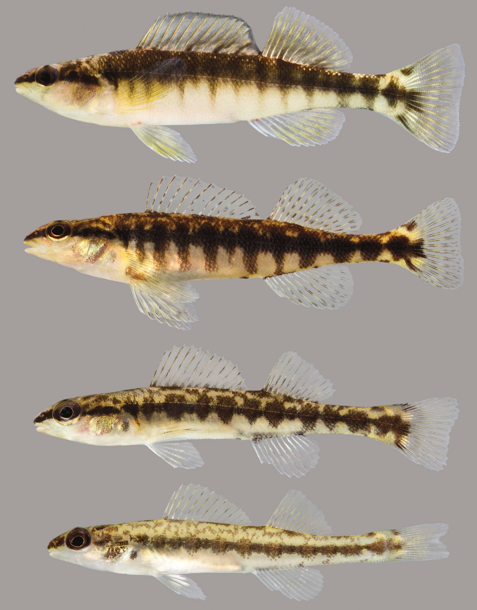 Blackbanded Darter – Discover Fishes