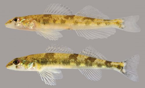 Saddleback Darter – Discover Fishes