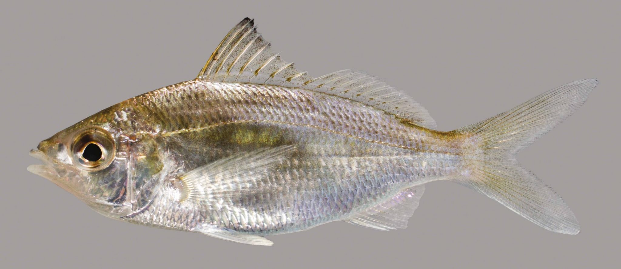 Tidewater Mojarra – Discover Fishes