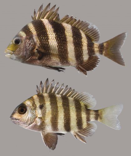 Sheepshead – Discover Fishes
