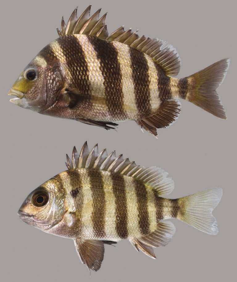 Sheepshead – Discover Fishes