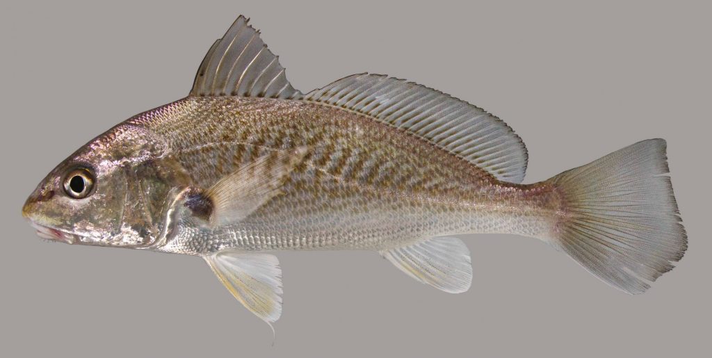 Atlantic Croaker – Discover Fishes