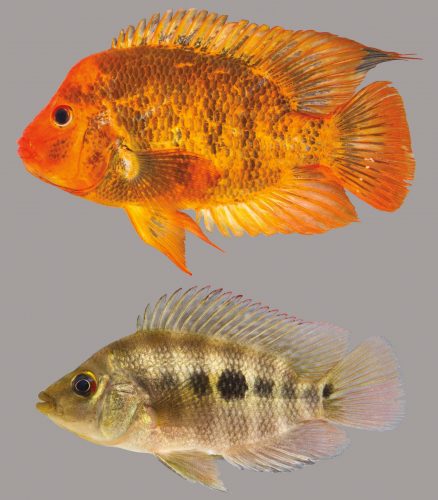 Midas Cichlid – Discover Fishes