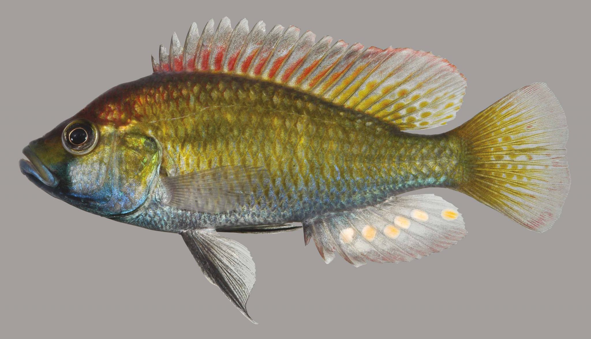 Eastern Happy – Discover Fishes