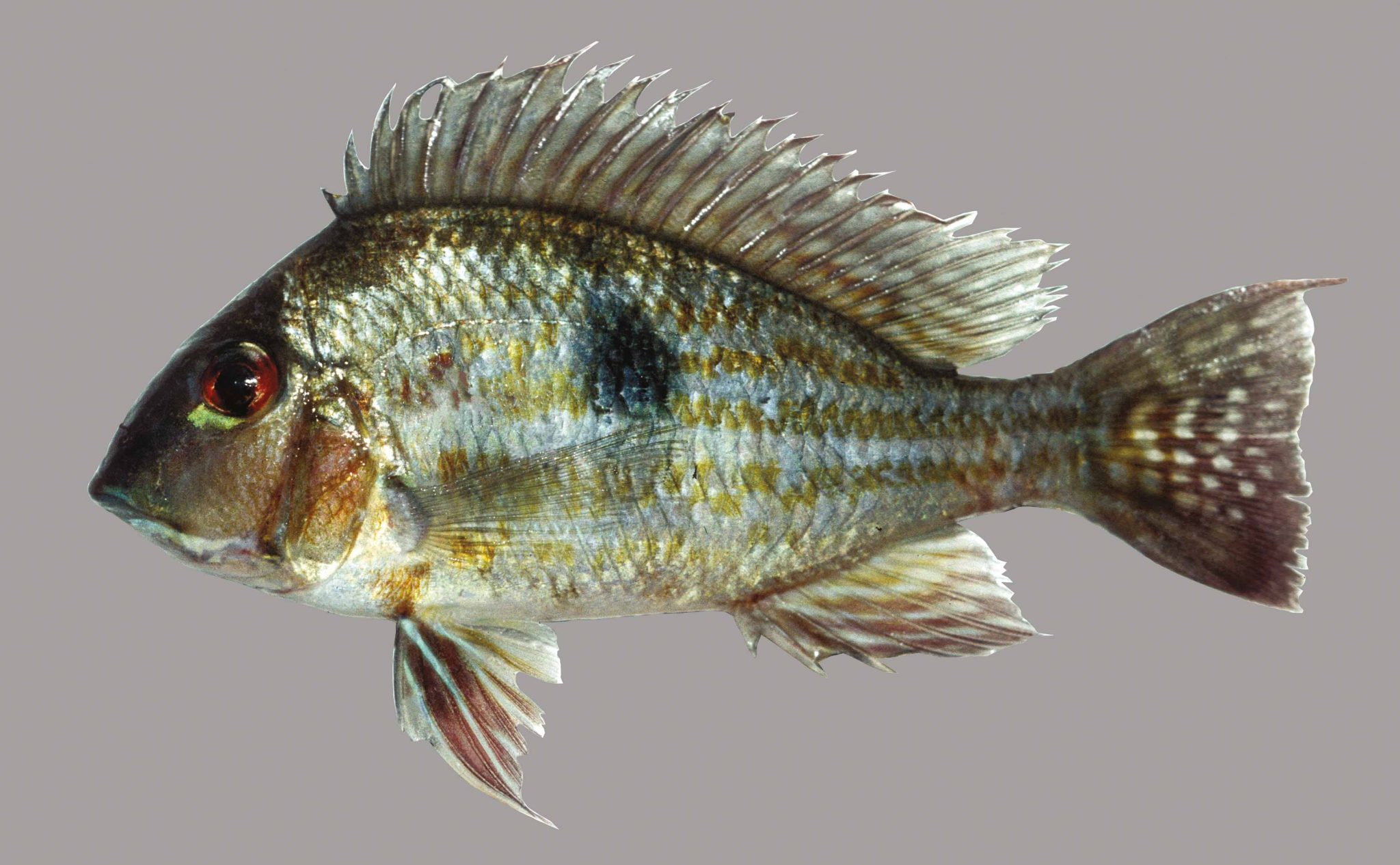 Redstriped Eartheater – Discover Fishes