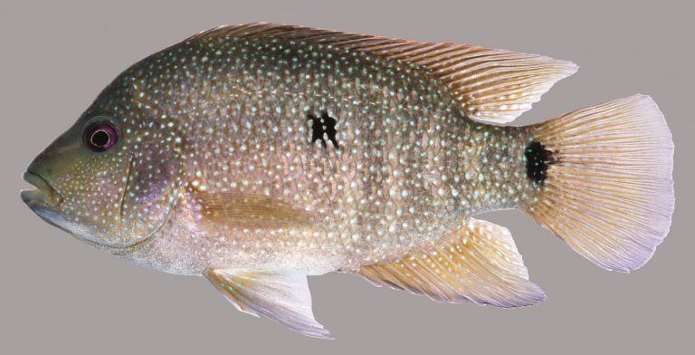 Rio Grande Cichlid – Discover Fishes