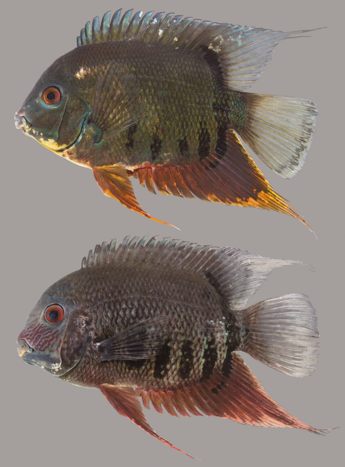 Banded Cichlid – Discover Fishes