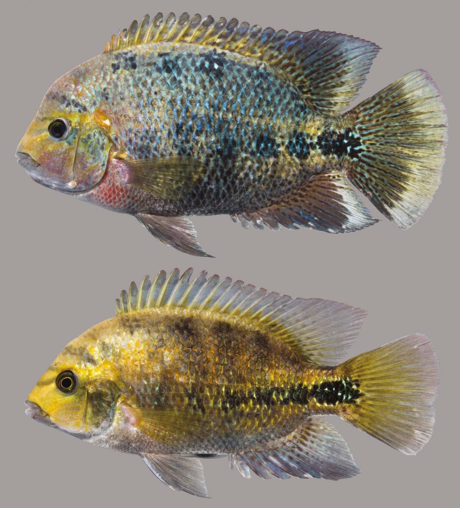 Redhead Cichlid – Discover Fishes