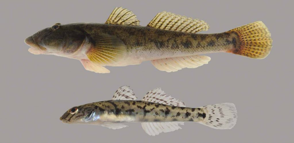 River Goby – Discover Fishes