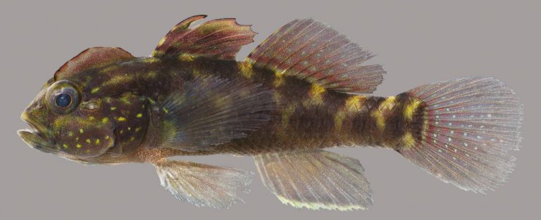 Crested Goby – Discover Fishes