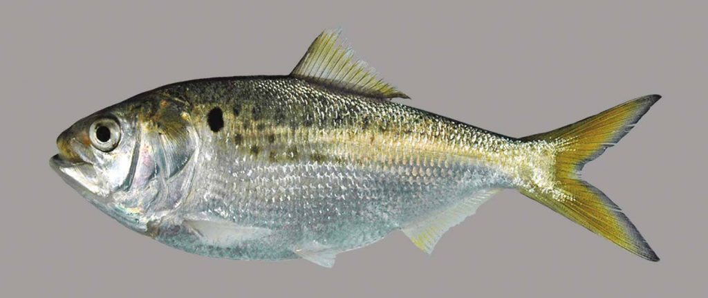 Atlantic Menhaden – Discover Fishes