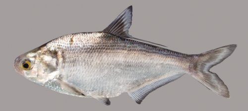 Gizzard Shad – Discover Fishes
