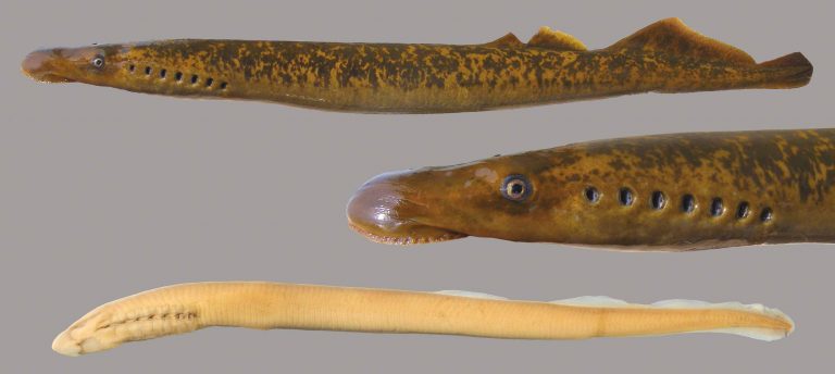 Sea Lamprey – Discover Fishes