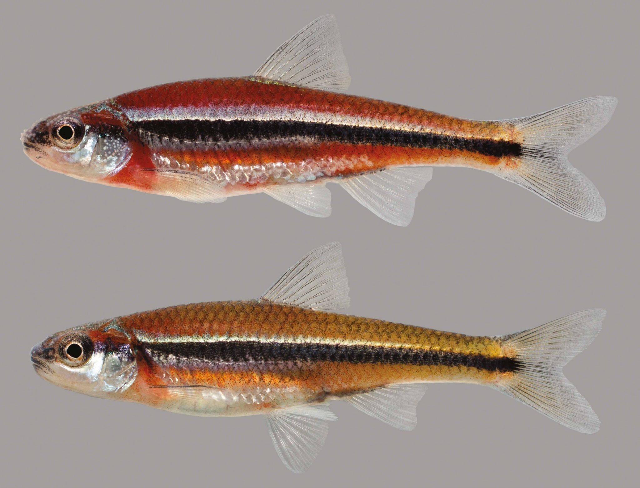 Rough Shiner – Discover Fishes