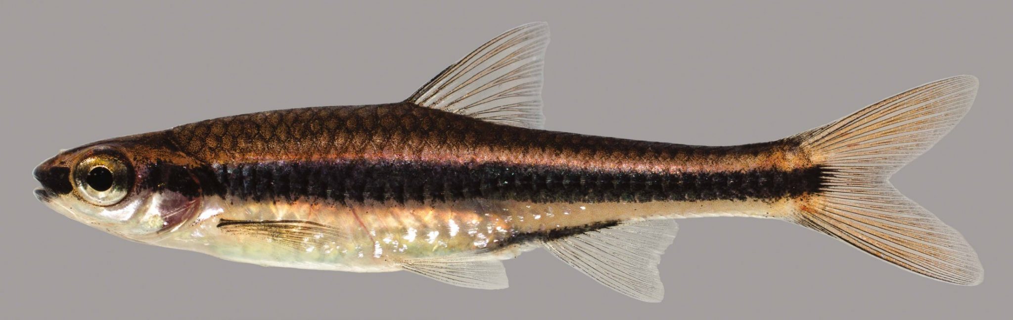 Ironcolor Shiner – Discover Fishes