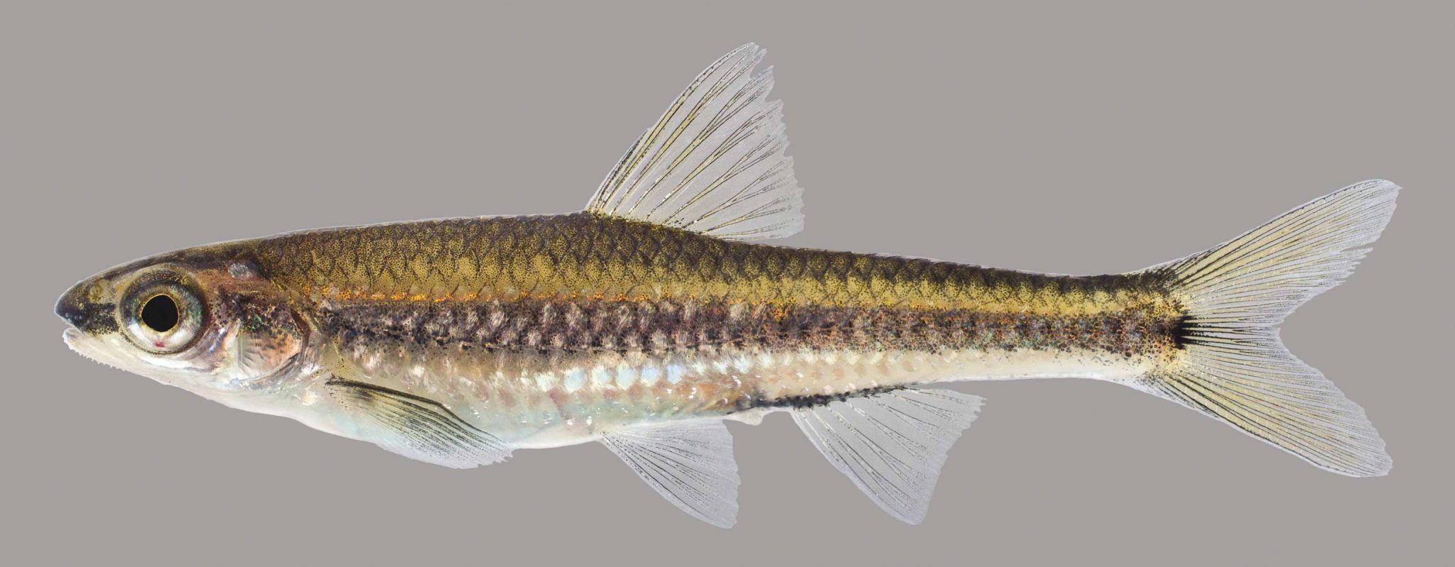 Coastal Shiner – Discover Fishes