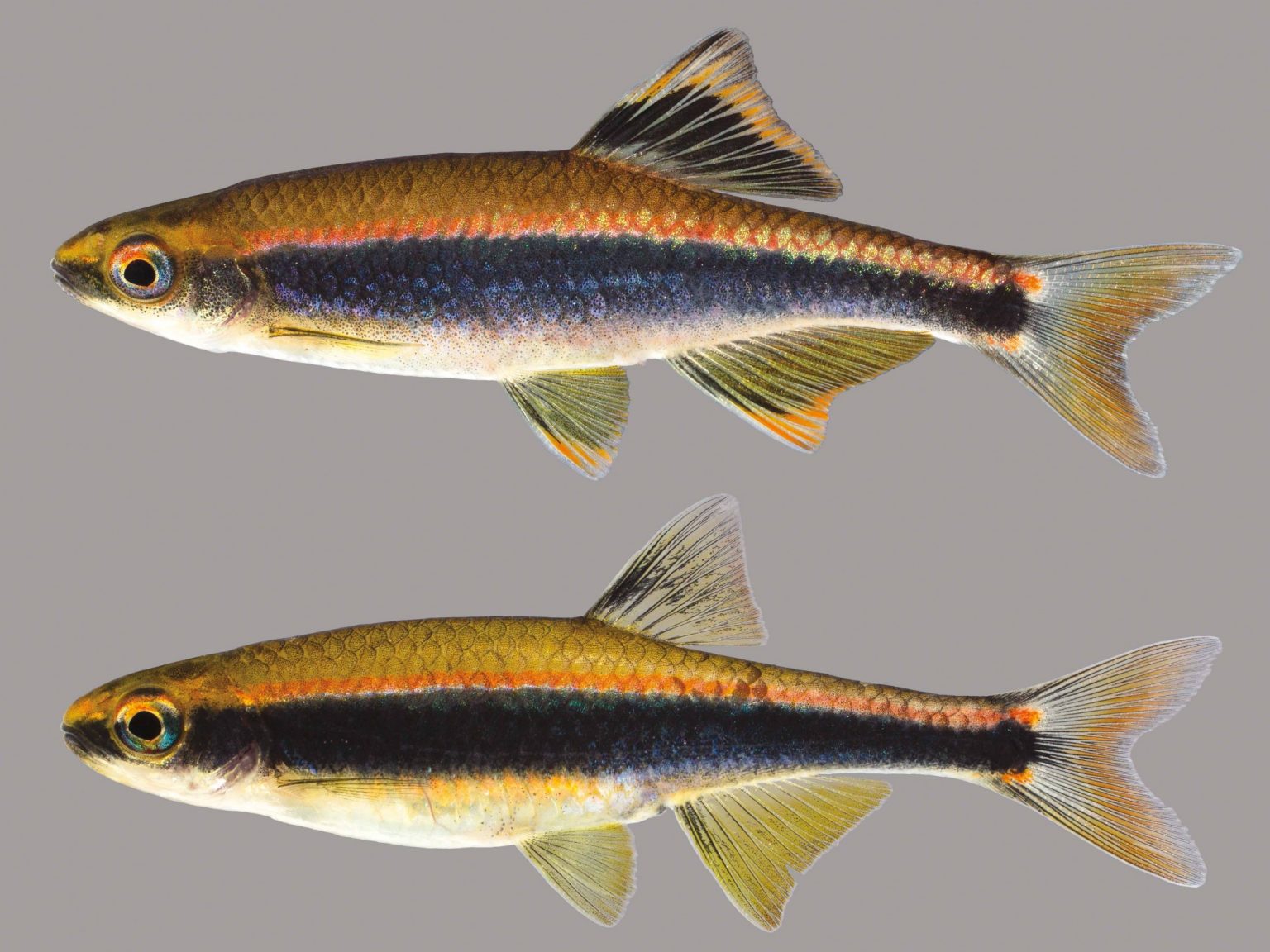 Metallic Shiner – Discover Fishes