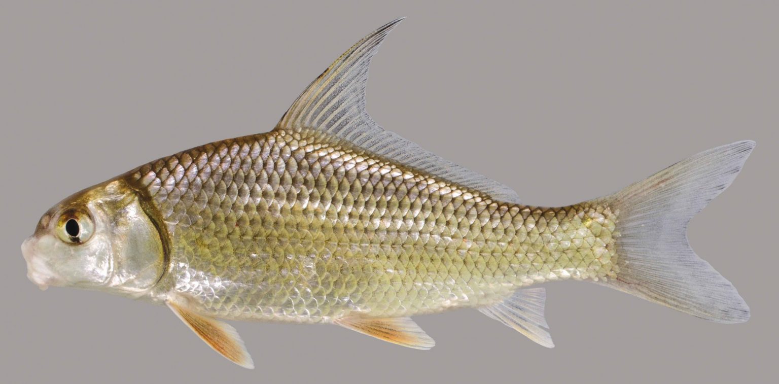 Quillback – Discover Fishes