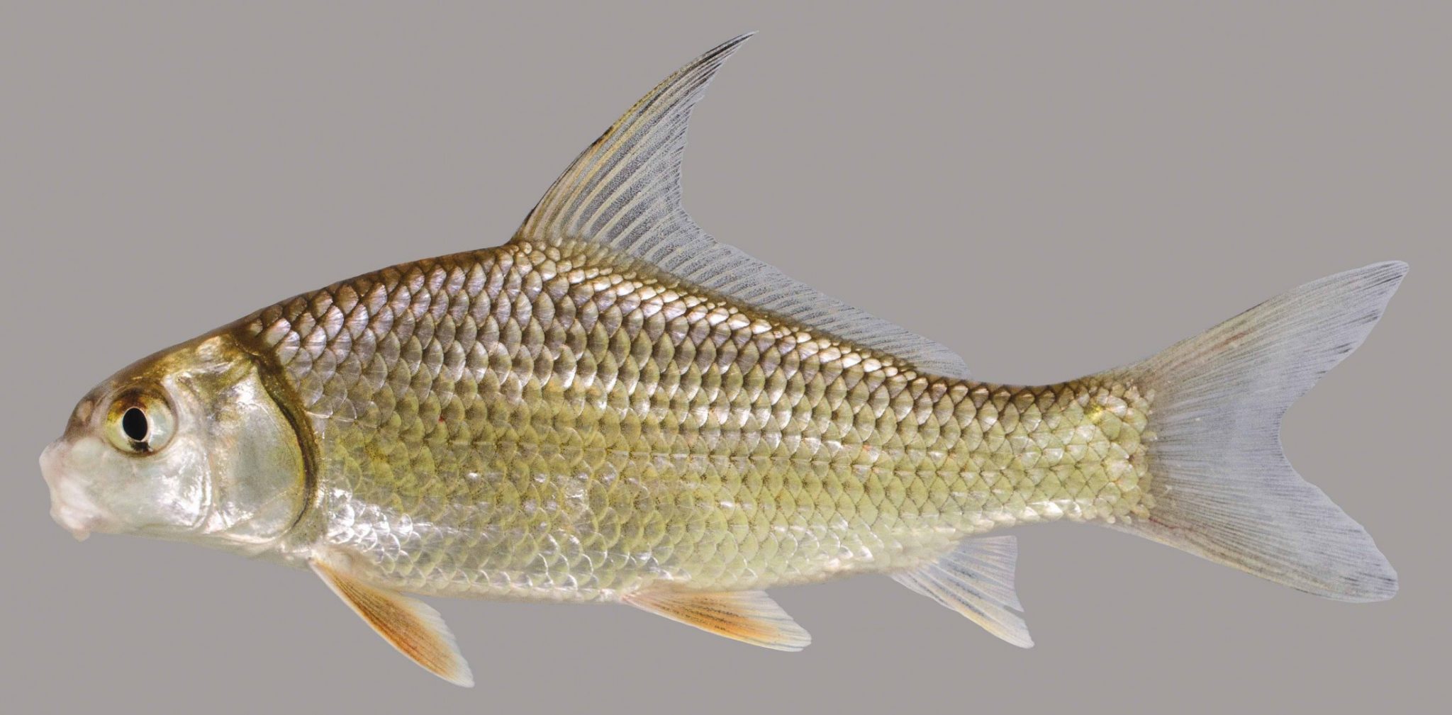 Quillback – Discover Fishes