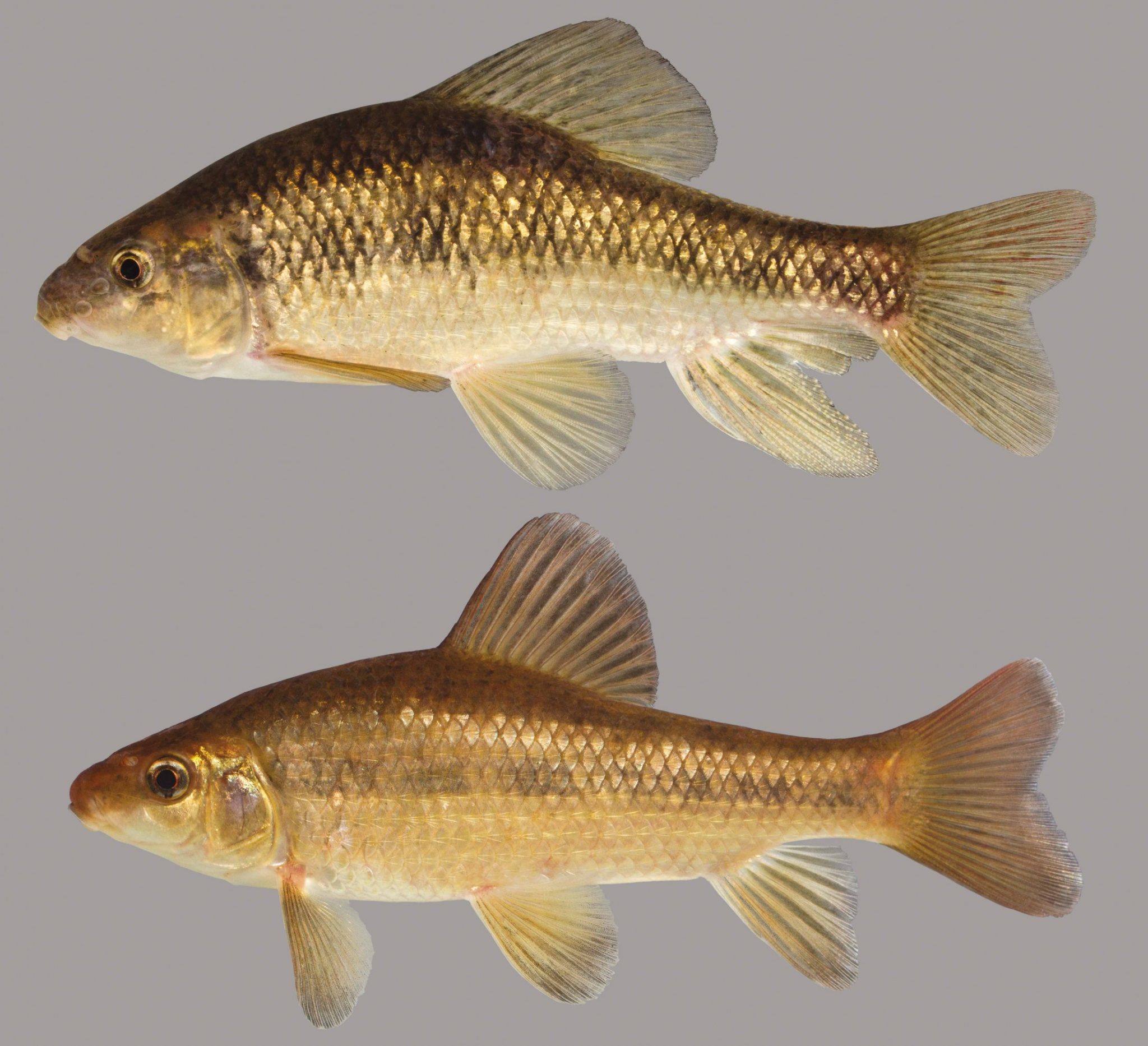 Lake Chubsucker – Discover Fishes