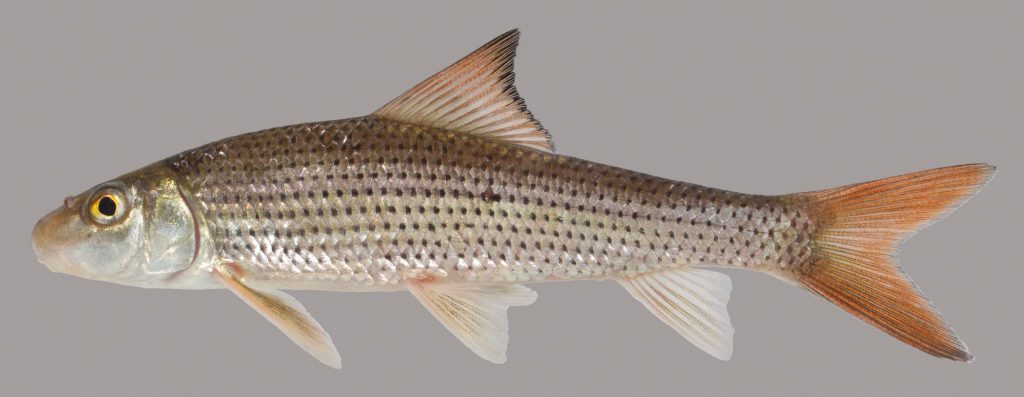 Spotted Sucker – Discover Fishes