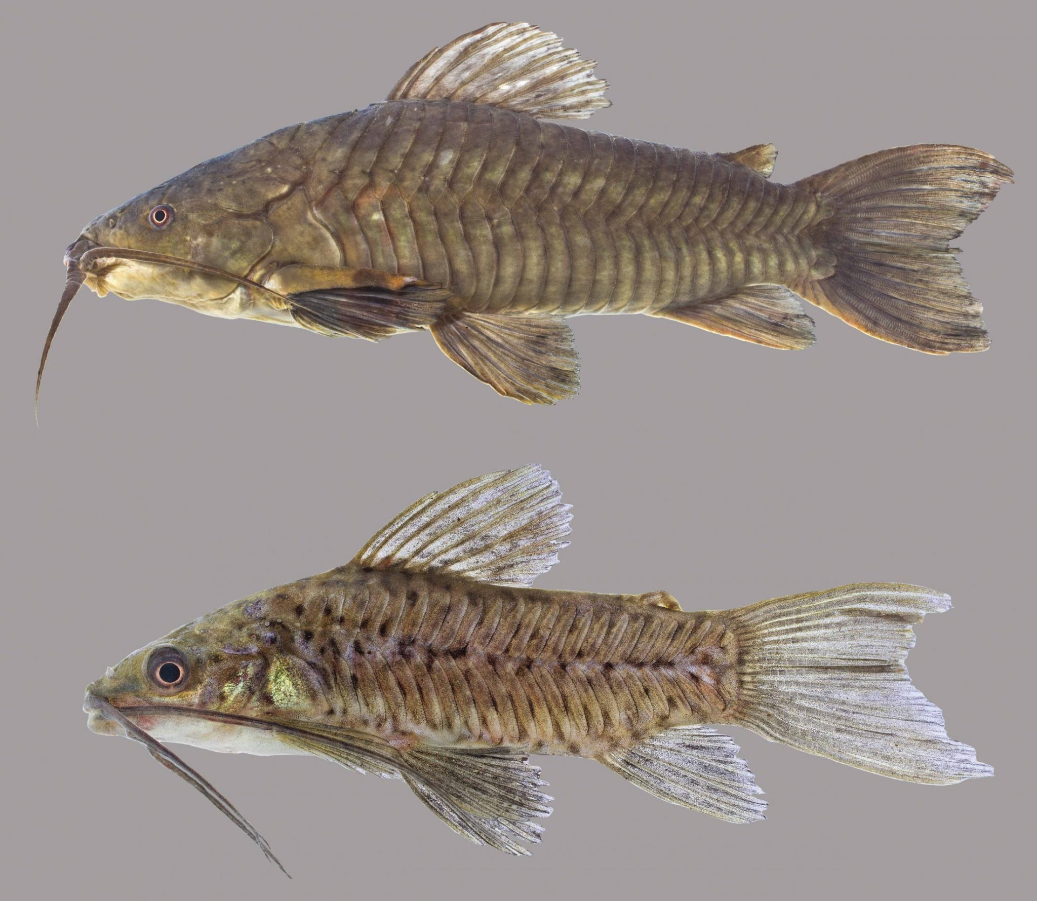 Brown Hoplo – Discover Fishes