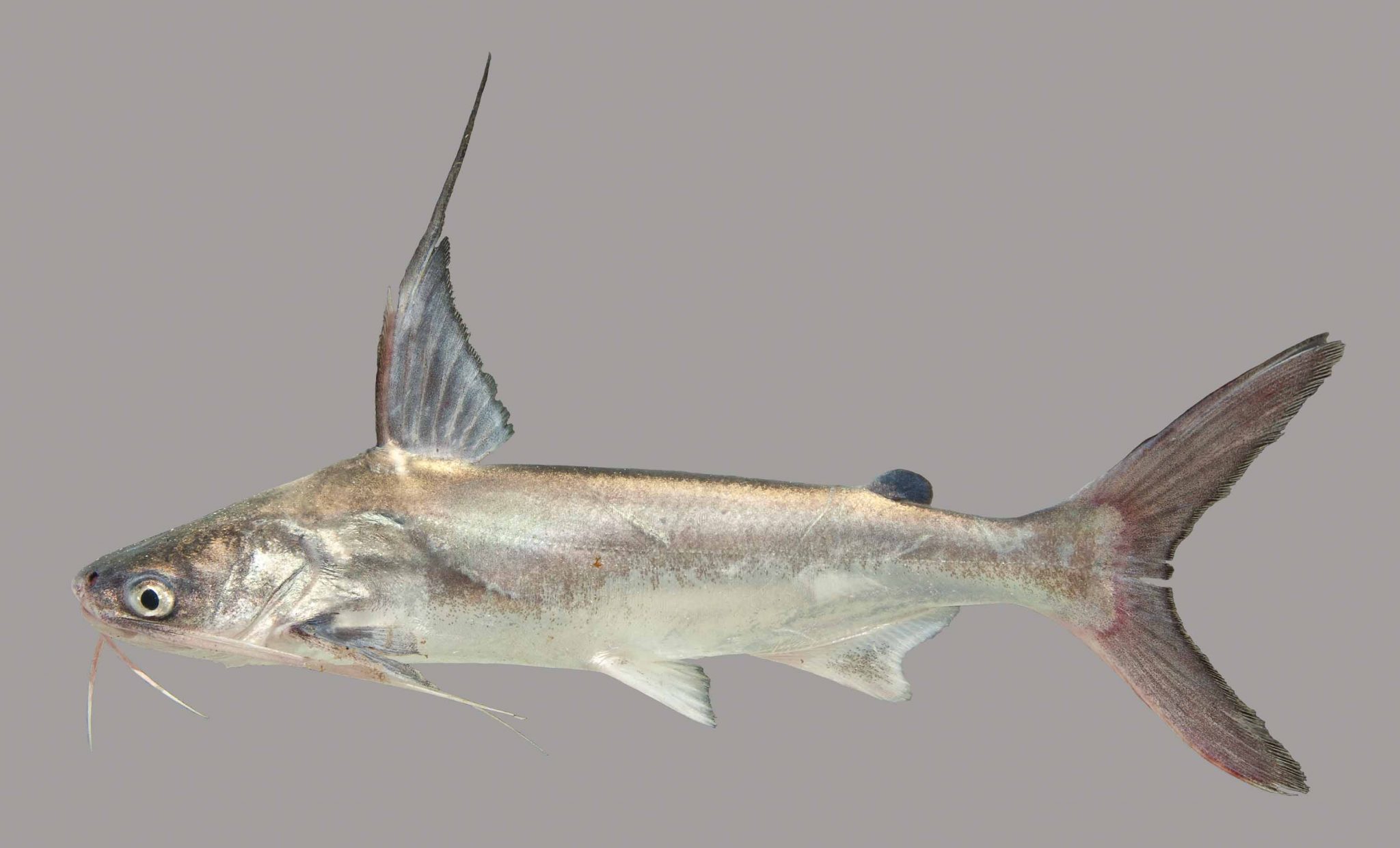 Gafftopsail Catfish – Discover Fishes