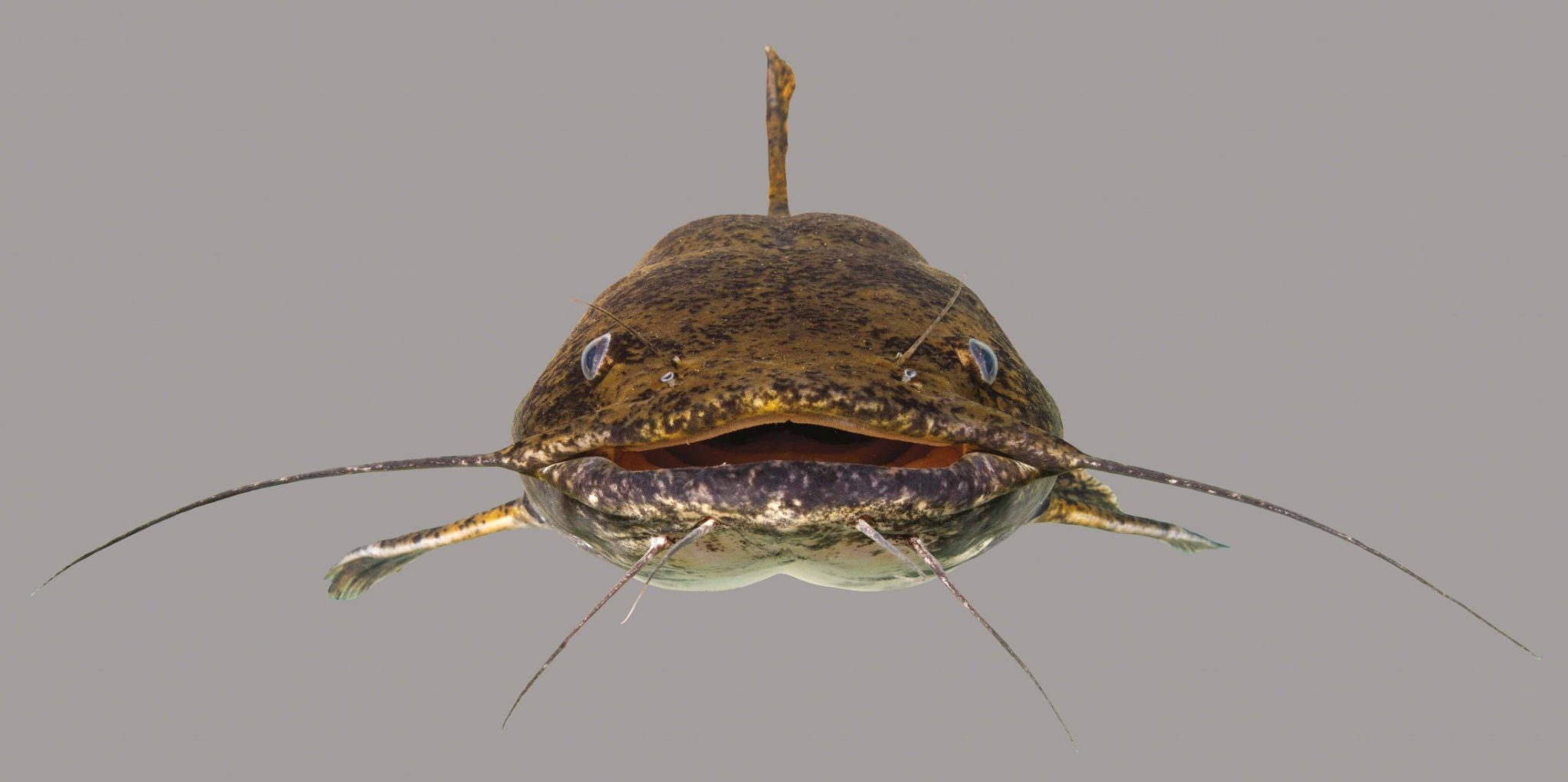 Flathead Catfish – Discover Fishes