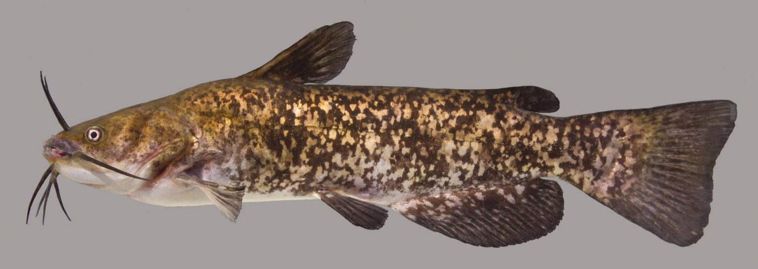Brown Bullhead – Discover Fishes