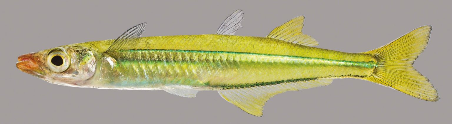 Golden Silverside – Discover Fishes